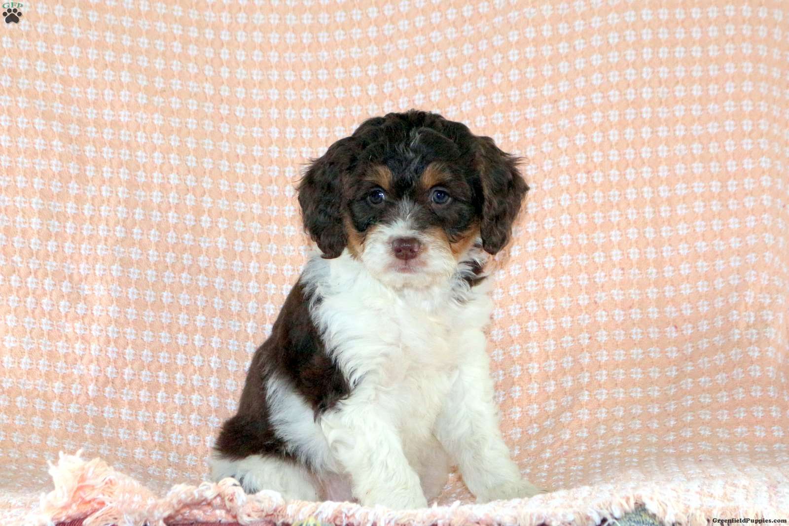 Fiona - Springerdoodle Puppy For Sale in Pennsylvania