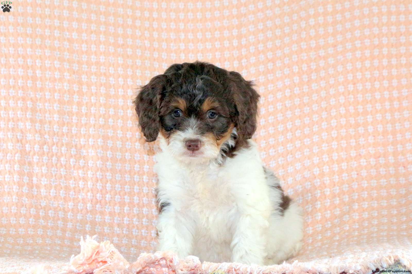 Fiona - Springerdoodle Puppy For Sale in Pennsylvania