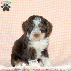 Springerdoodle Puppies for Sale | Greenfield Puppies