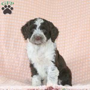 Springerdoodle Puppies for Sale | Greenfield Puppies
