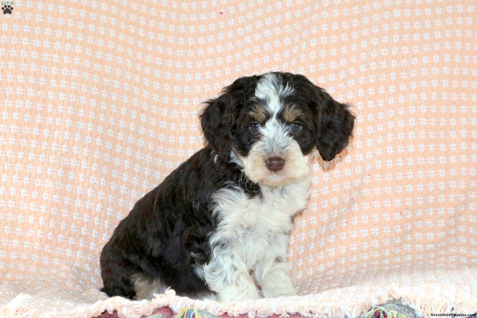 Frida - Springerdoodle Puppy For Sale in Pennsylvania