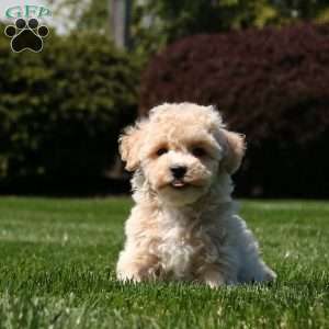 Bich-poo Puppies For Sale - Greenfield Puppies