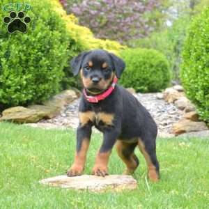 Rottweiler Puppies For Sale - Greenfield Puppies