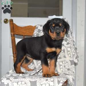 Rottweiler Puppies For Sale - Greenfield Puppies