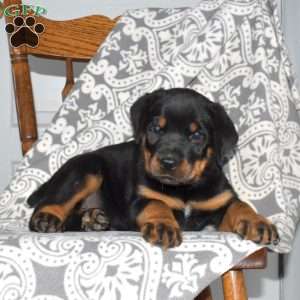 Rottweiler Puppies For Sale - Greenfield Puppies