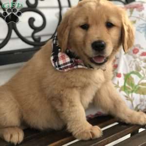 Arlene Reiff - Greenfield Puppies