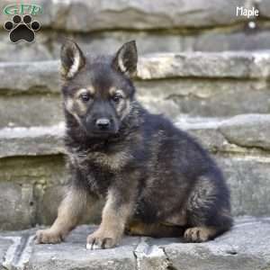 German Shepherd Puppies For Sale - Greenfield Puppies