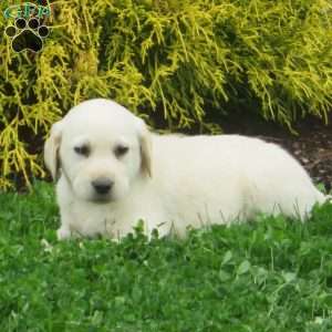 Yellow Labrador Retriever Puppies For Sale - Greenfield Puppies
