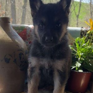 Larry Hare - Greenfield Puppies