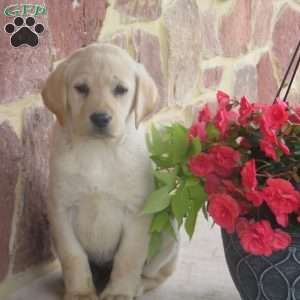 Yellow Labrador Retriever Puppies For Sale - Greenfield Puppies