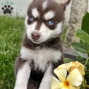 Pomsky Puppies For Sale - Greenfield Puppies