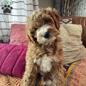 Springerdoodle Puppies for Sale | Greenfield Puppies