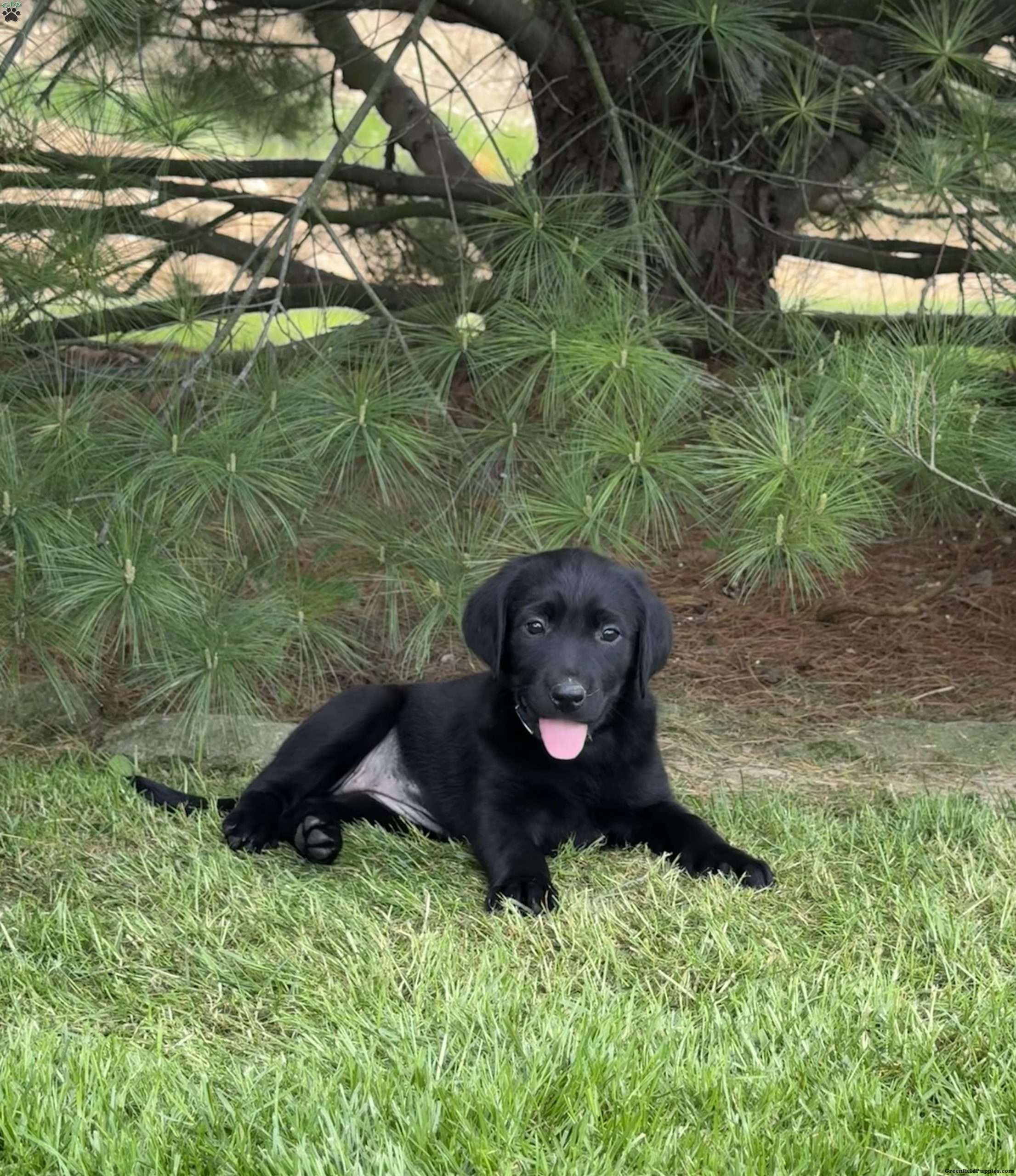 Pixie - Black Labrador Retriever Puppy For Sale in Pennsylvania