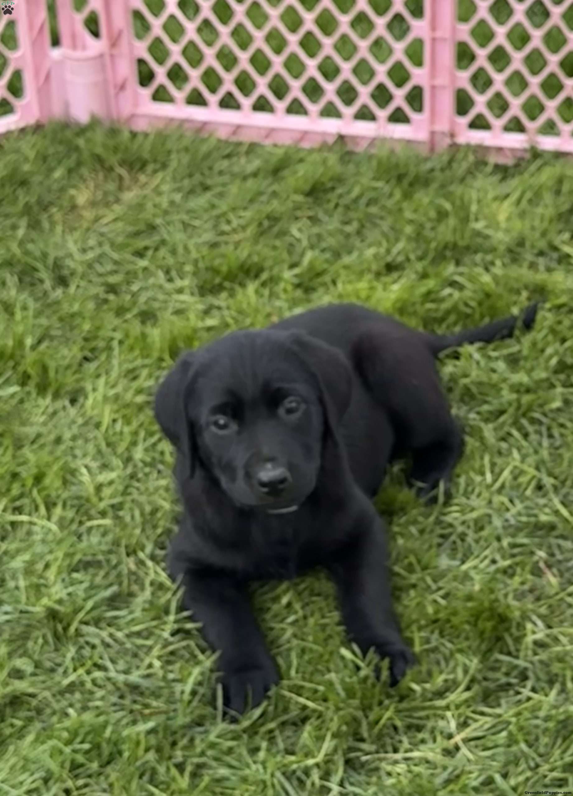 Pixie - Black Labrador Retriever Puppy For Sale in Pennsylvania