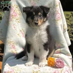 Collie Puppies For Sale - Greenfield Puppies