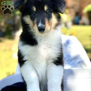 Collie Puppies For Sale - Greenfield Puppies