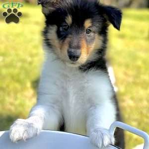 Collie Puppies For Sale - Greenfield Puppies