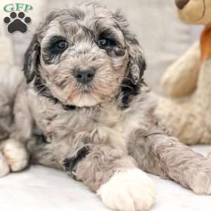 Sheepadoodle Puppies for Sale - Greenfield Puppies