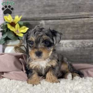 Yorkie Poo Puppies For Sale - Greenfield Puppies