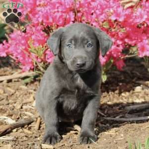 Elizabeth Beiler - Greenfield Puppies