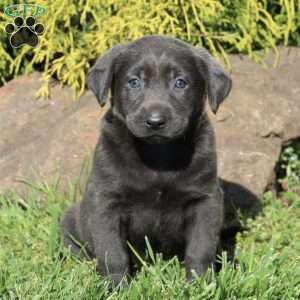 Elizabeth Beiler - Greenfield Puppies