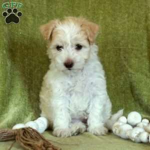 Havapoo Puppies For Sale - Greenfield Puppies