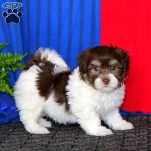 Havanese Puppies For Sale - Greenfield Puppies