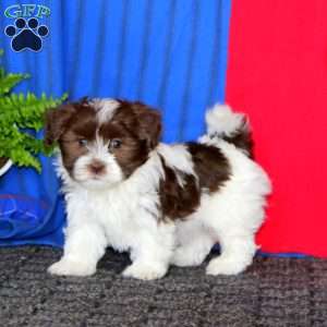 Havanese Puppies For Sale - Greenfield Puppies