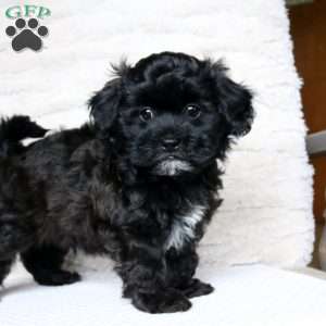 Shih-Poo Puppies For Sale - Greenfield Puppies