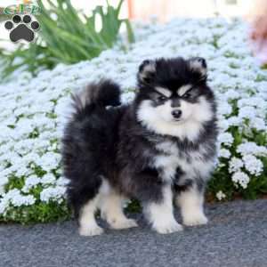 Pomsky Puppies For Sale - Greenfield Puppies