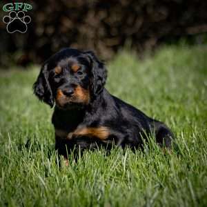 Gordon Setter Puppies for Sale | Greenfield Puppies