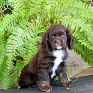 Cocker Spaniel Puppies For Sale - Greenfield Puppies
