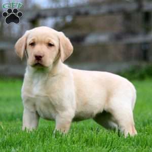 Yellow Labrador Retriever Puppies For Sale - Greenfield Puppies