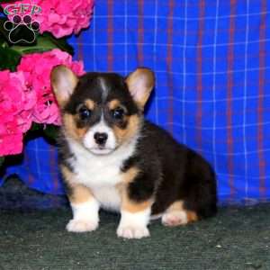 David & Anna Stoltzfus - Greenfield Puppies