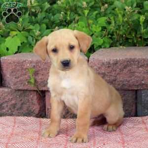 Yellow Labrador Retriever Puppies For Sale - Greenfield Puppies