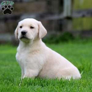 Yellow Labrador Retriever Puppies For Sale - Greenfield Puppies