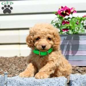 Cockapoo Puppies for Sale - Greenfield Puppies