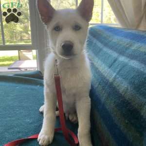 Siberian Husky Puppies For Sale - Greenfield Puppies