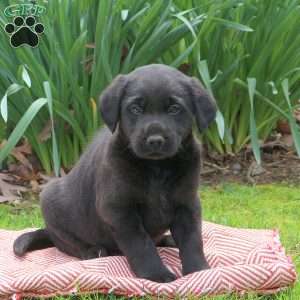 Mini Labradoodle Puppies For Sale - Greenfield Puppies