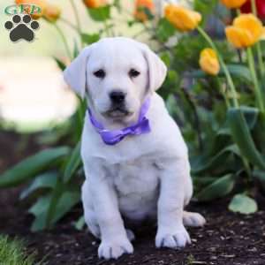 Yellow Labrador Retriever Puppies For Sale - Greenfield Puppies