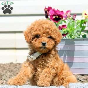 Cockapoo Puppies for Sale - Greenfield Puppies