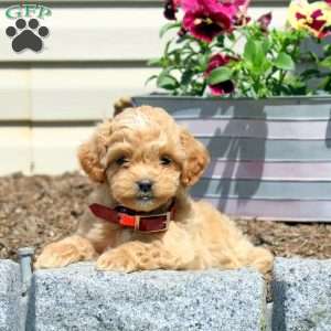 Amos & Rachel King - Greenfield Puppies