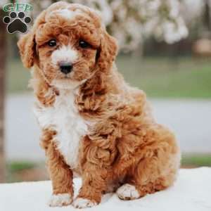 Miniature Poodle Mix Puppies For Sale | Greenfield Puppies