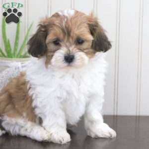 Shih-Poo Puppies For Sale - Greenfield Puppies