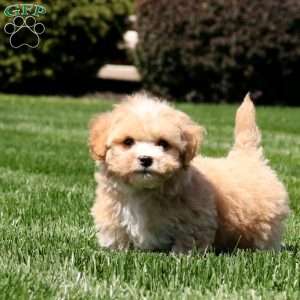 Bich-poo Puppies For Sale - Greenfield Puppies
