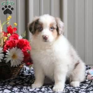 Australian Shepherd Puppies For Sale - Greenfield Puppies