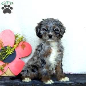 Cockapoo Puppies for Sale - Greenfield Puppies