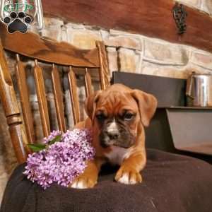 Boxer Puppies For Sale - Greenfield Puppies