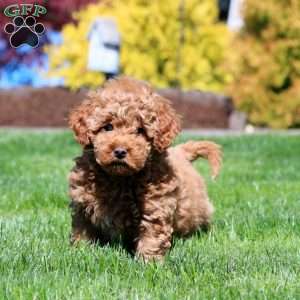 Cockapoo Puppies for Sale - Greenfield Puppies