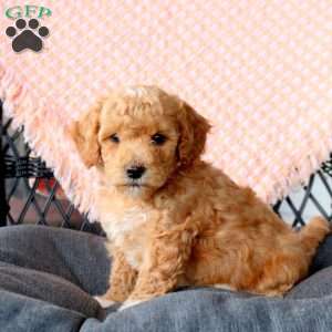 Bich-poo Puppies For Sale - Greenfield Puppies